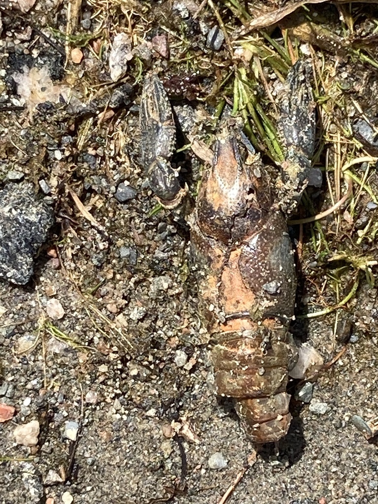 Faxonius in June 2024 by toochill · iNaturalist