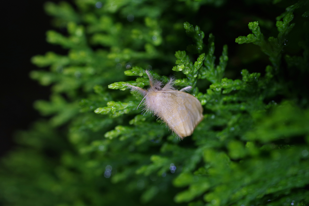Taiwan yellow tussock moth in June 2024 by Panda Yang. http://gaga ...