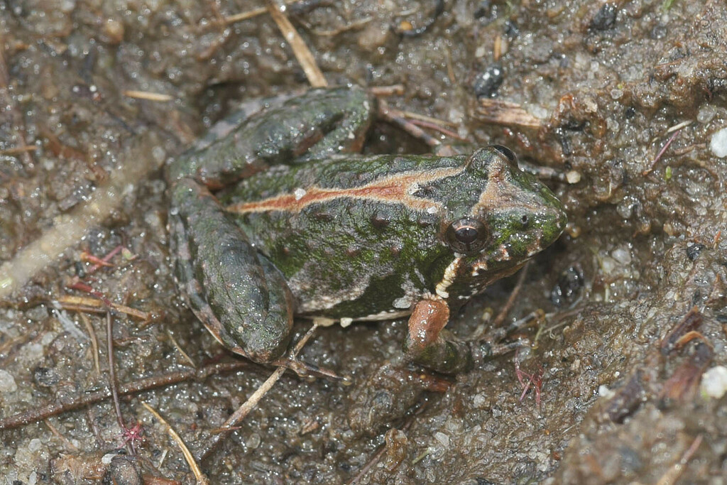 Southern Cricket Frog from Scotland County, NC, USA on June 5, 2024 at ...