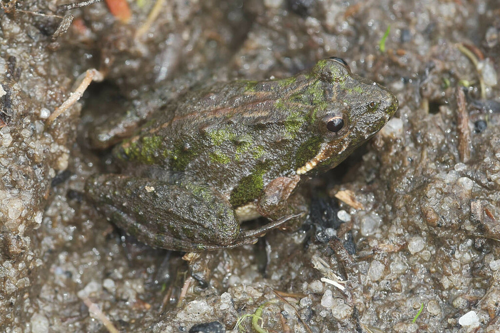 Southern Cricket Frog from Scotland County, NC, USA on June 05, 2024 at ...