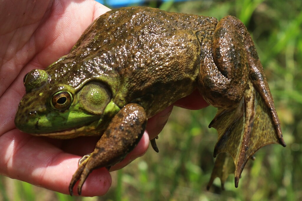 American Bullfrog in June 2024 by brandonh1 · iNaturalist