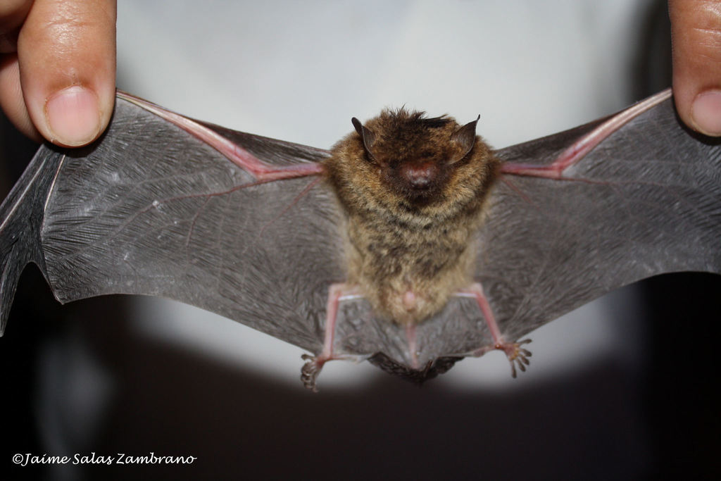 Harmless Serotine in December 2010 by Jaime Salas · iNaturalist