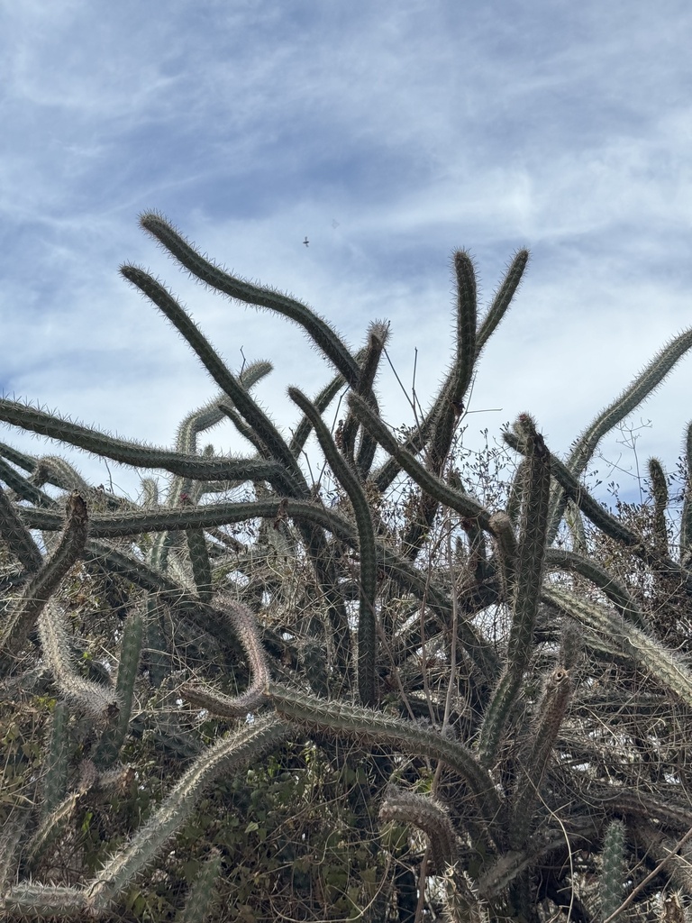 Octopus Cactus in March 2024 by Arely Castro · iNaturalist