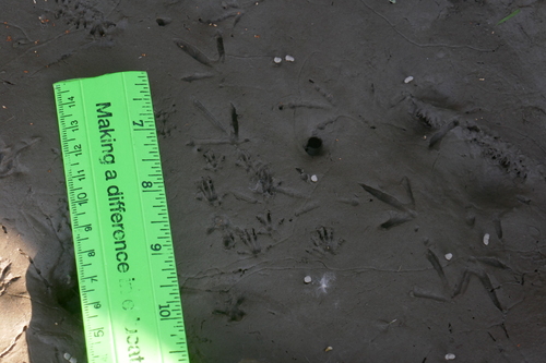 iNaturalist Tracking Database – NatureTracking