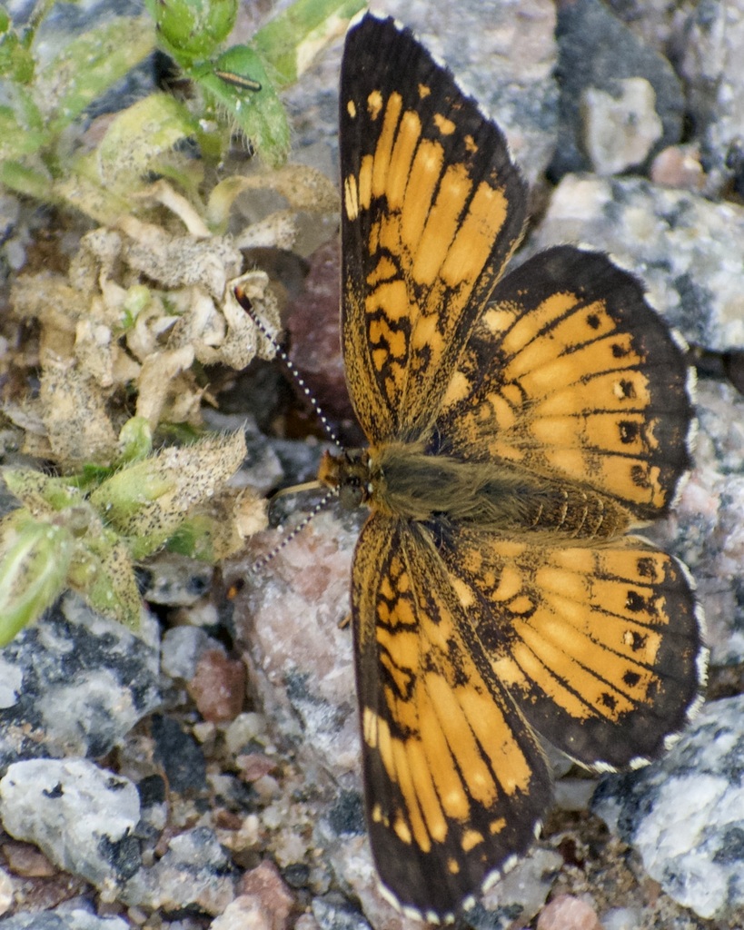 Harris's Checkerspot in June 2024 by finlander13 · iNaturalist