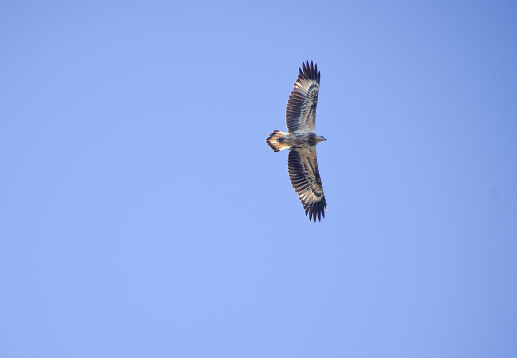 White-bellied Sea-Eagle from Brisbane QLD, Australia on June 15, 2024 ...