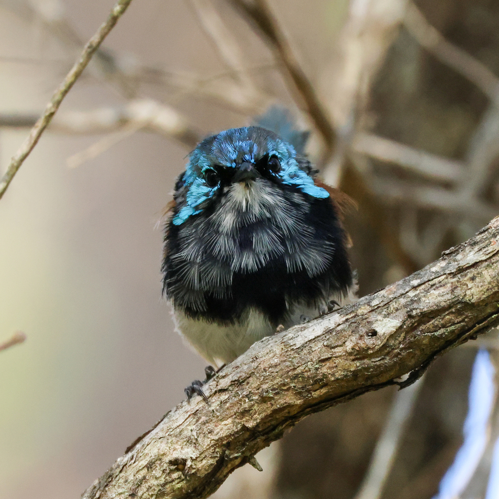 Blue-breasted Fairywren from Denmark WA 6333, Australia on January 31 ...