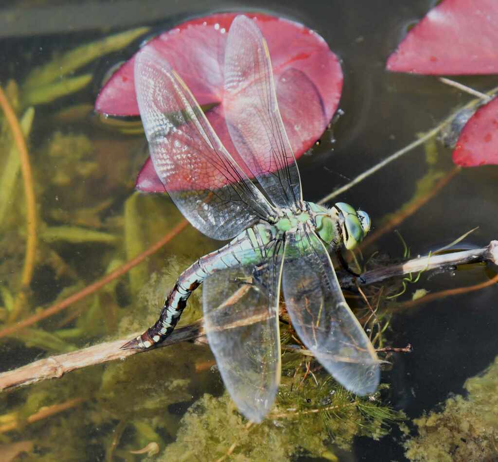 Blue Emperor in June 2024 by Tig · iNaturalist