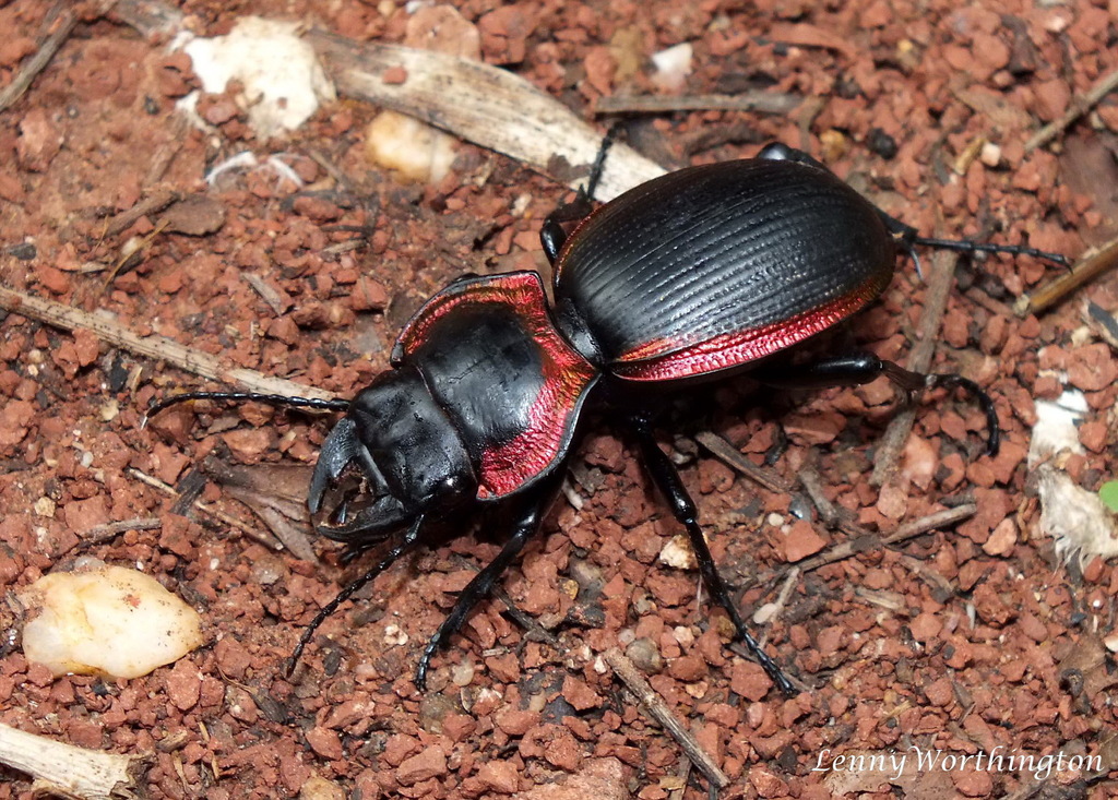 Copper-bordered Ground Beetle from Khok Sung, Mueang Chaiyaphum ...