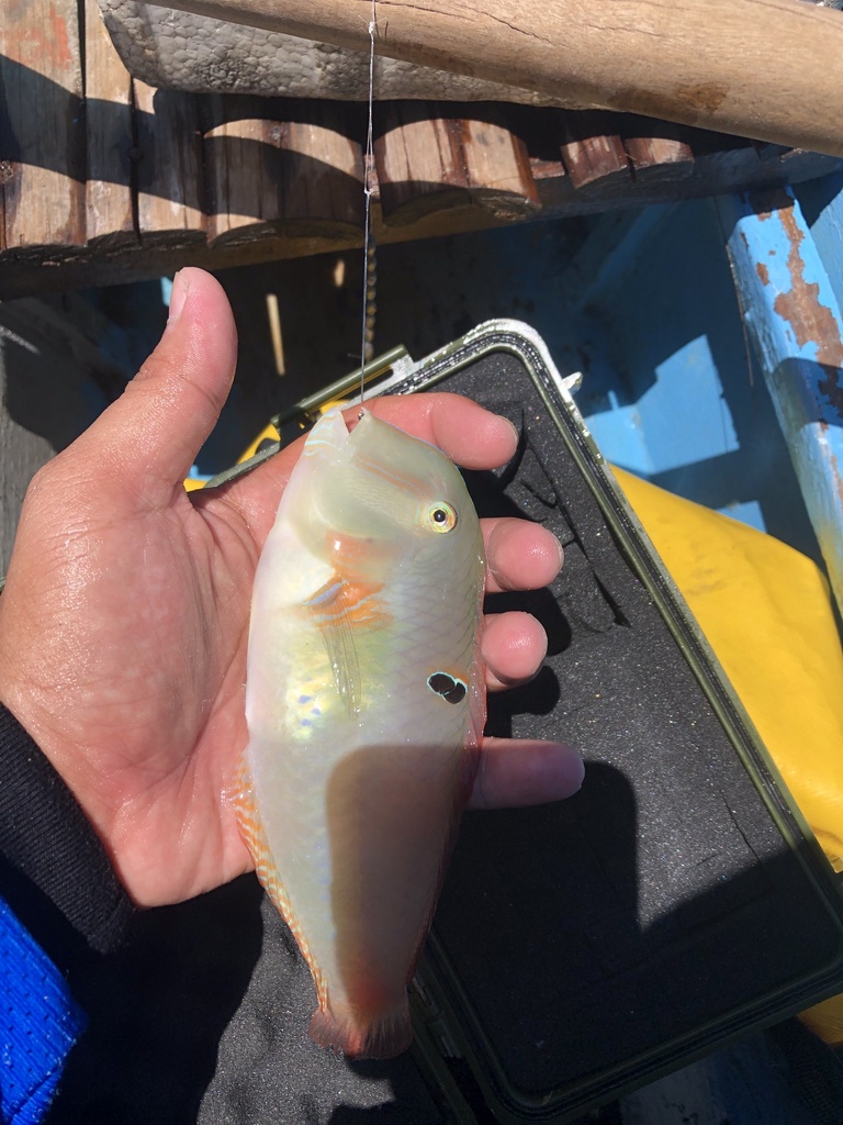 (Iniistius evides) - Marine Life Identification