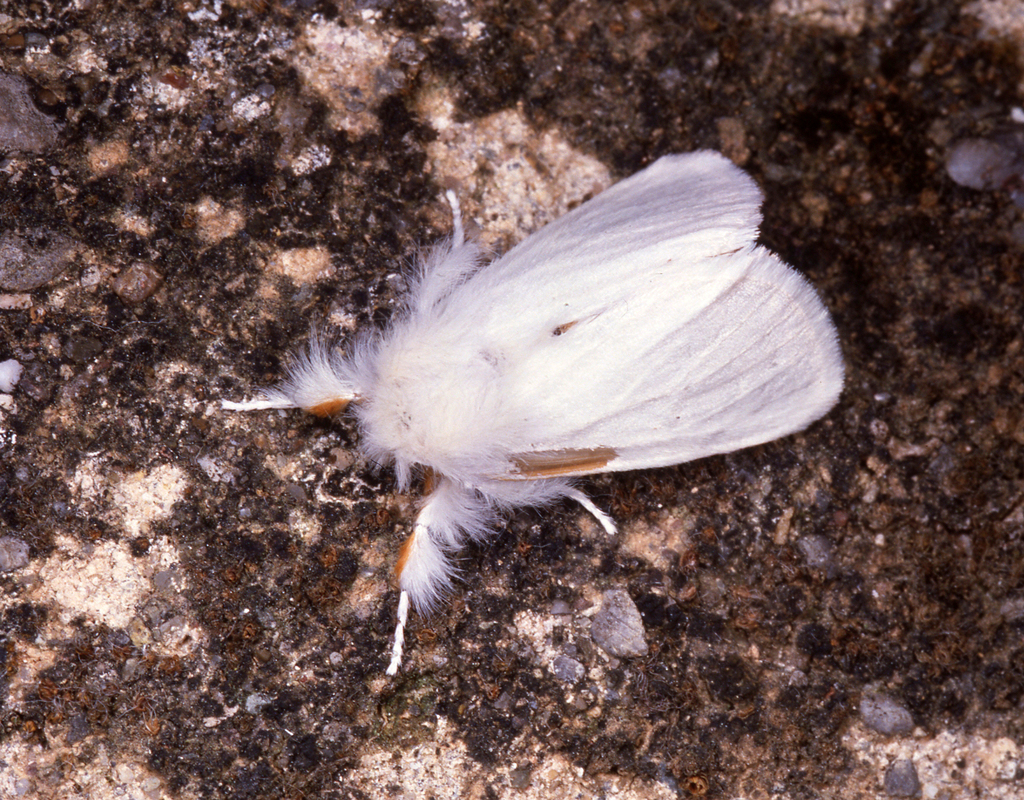 Brown-tail Moth from Riera de Vallvidrera on August 6, 1990 at 11:06 AM ...