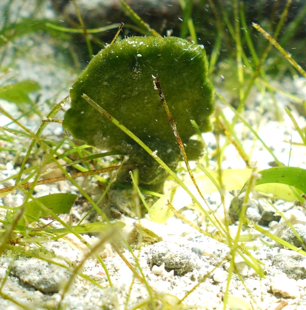 little leaf-sheep from Pamandzi, YT on May 25, 2024 at 12:50 PM by ...