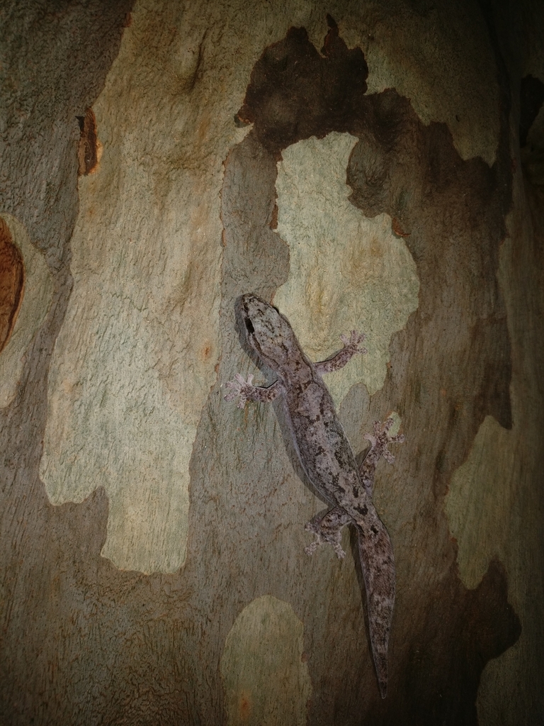 Clouded Velvet Gecko from Gorge Creek NSW 2469, Australia on February ...