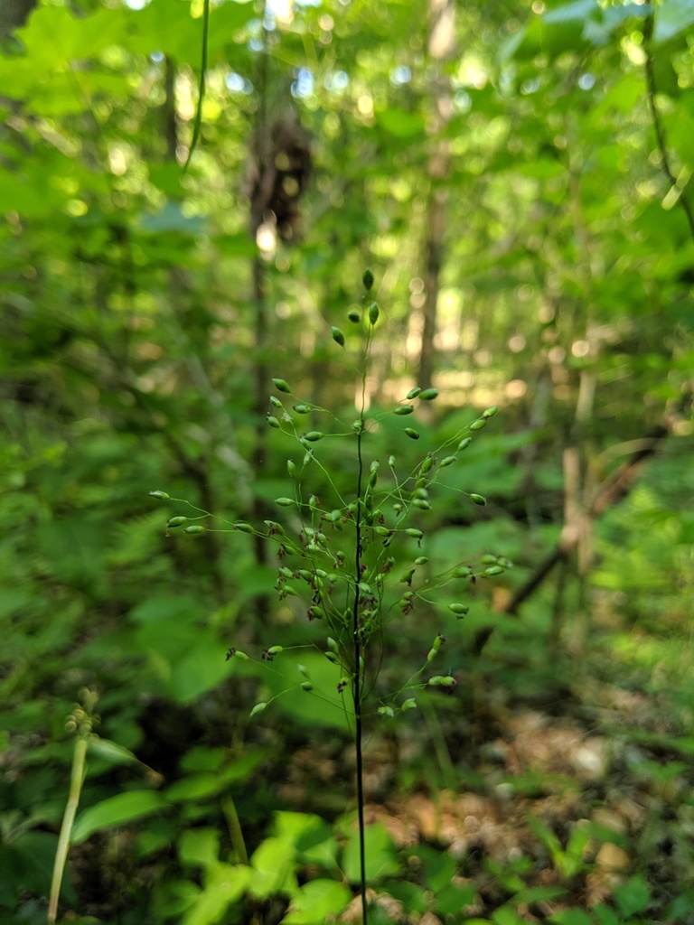 variable witchgrass in May 2019 by Eric Ungberg · iNaturalist