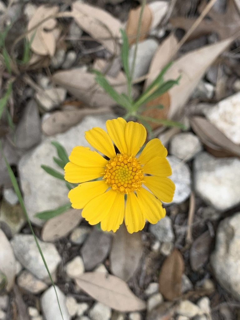 Four-nerved Daisies from Spillway Trail, Cleburne, TX, US on April 6 ...