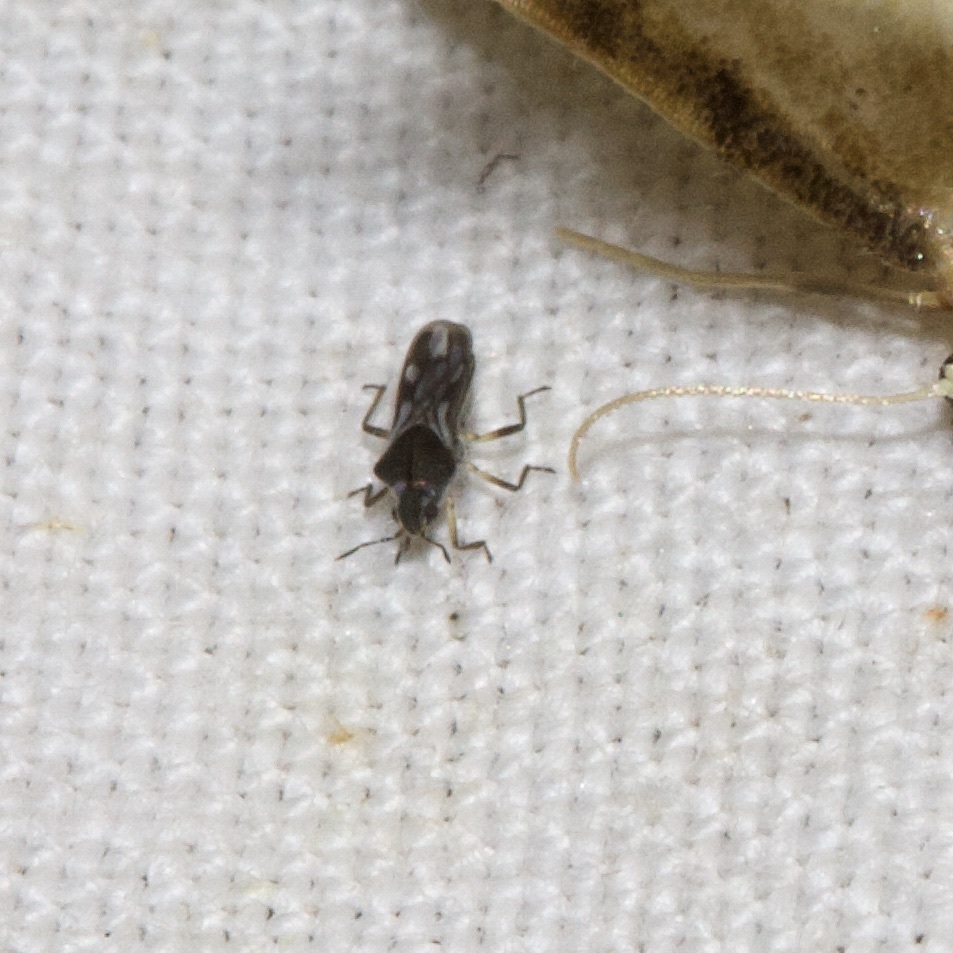 Microvelia pygmaea from 8100 Querença, Portugal on June 6, 2024 at 11: ...