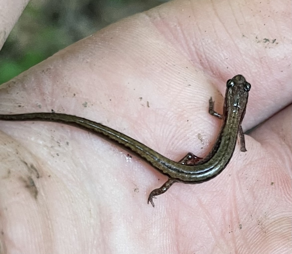 Western Dwarf Salamander from Plaquemine, LA, US on June 11, 2024 at 08 ...