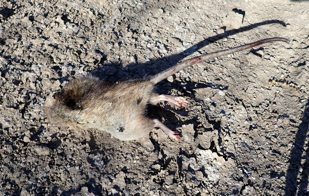 Black Rat from Riverside County, CA, USA on June 7, 2024 at 07:25 AM by ...