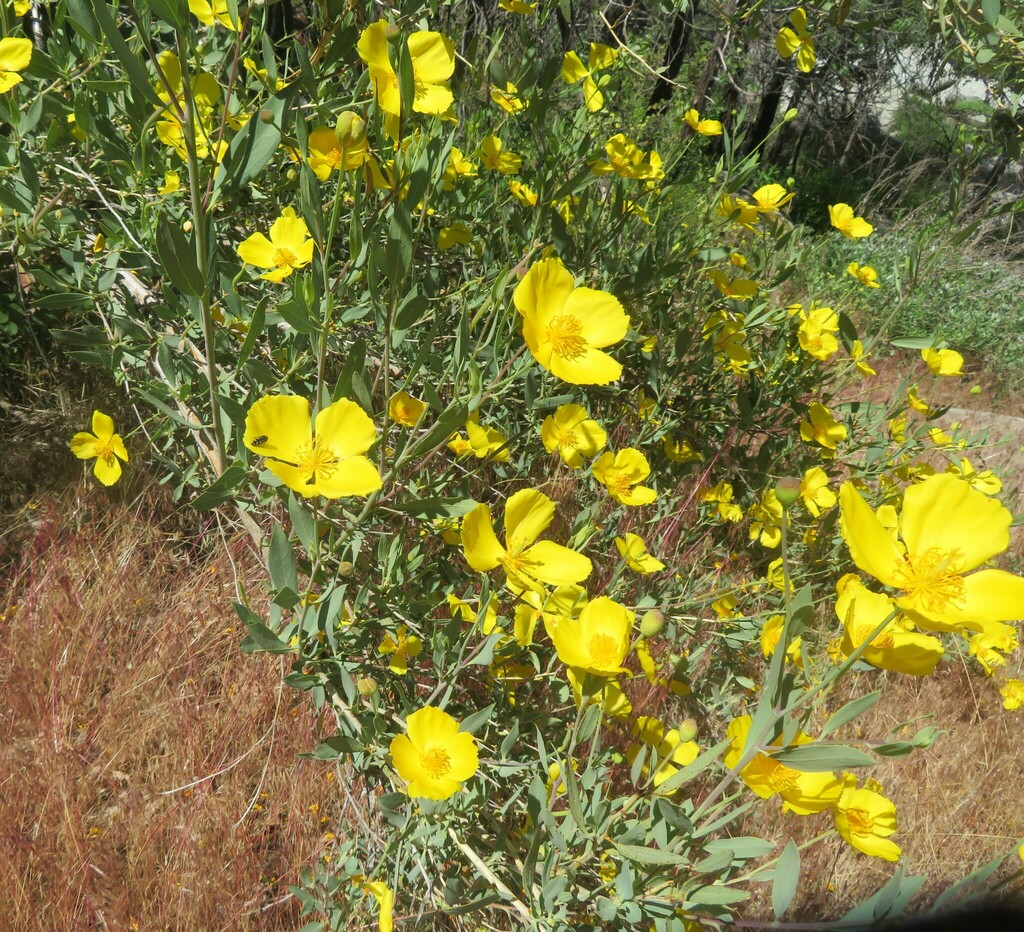 Bush Poppy from Riverside County, CA, USA on June 14, 2024 at 11:09 AM ...
