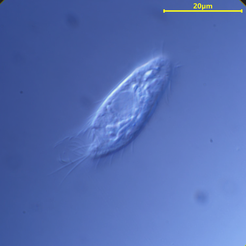 Family Cyrtolophosididae · iNaturalist