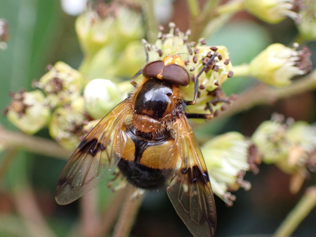 Volucella inflata in June 2024 by King Chan · iNaturalist