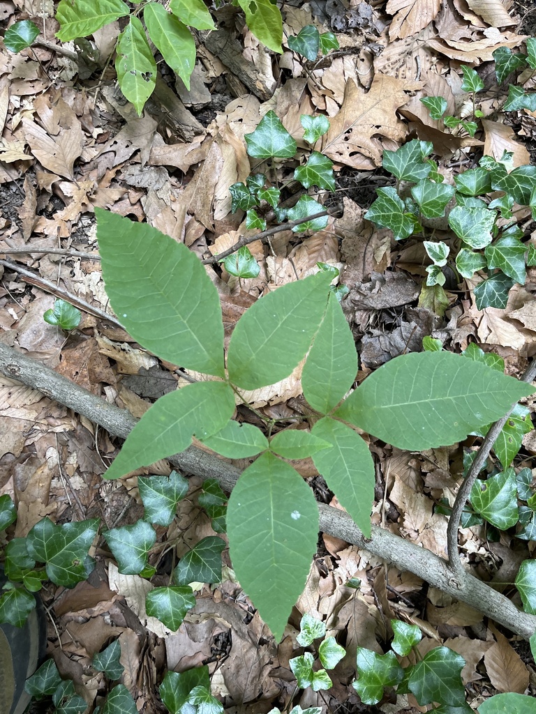 dicots from Inwood Rd, Wilmington, DE, US on June 11, 2024 at 10:42 AM ...