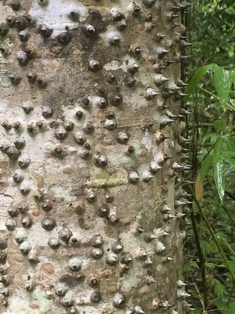 Sandbox Tree from Metropolitan Natural Park, Panamá, PA on June 15 ...
