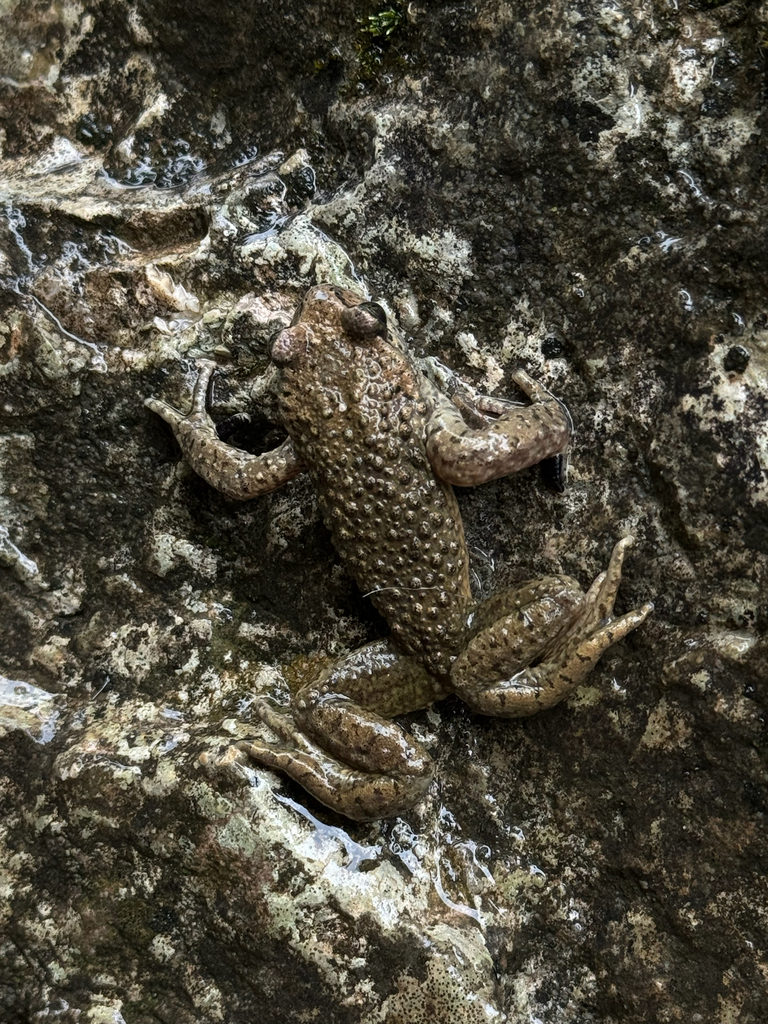 Xizang Alpine Toad from Aba on June 15, 2024 at 01:08 PM by Melbies ...
