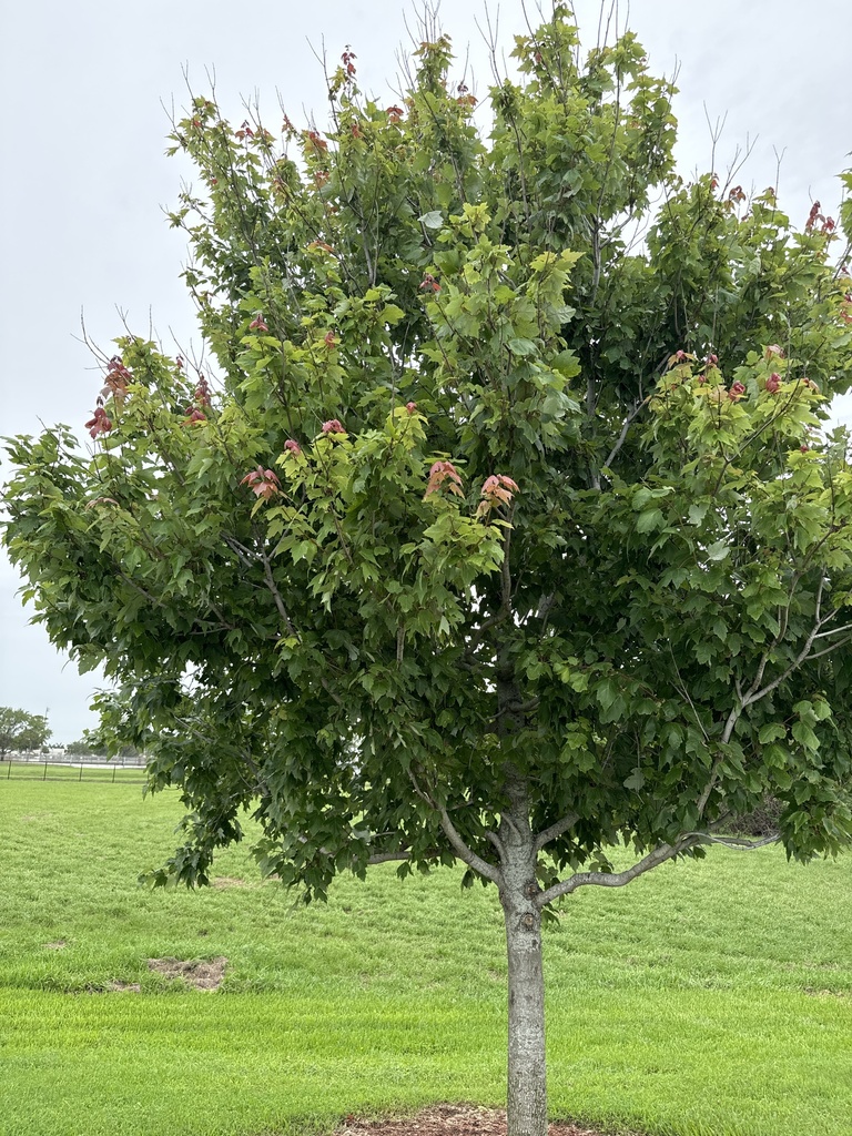 red maple from Boca Raton, FL, US on June 15, 2024 at 10:39 AM by Peter ...