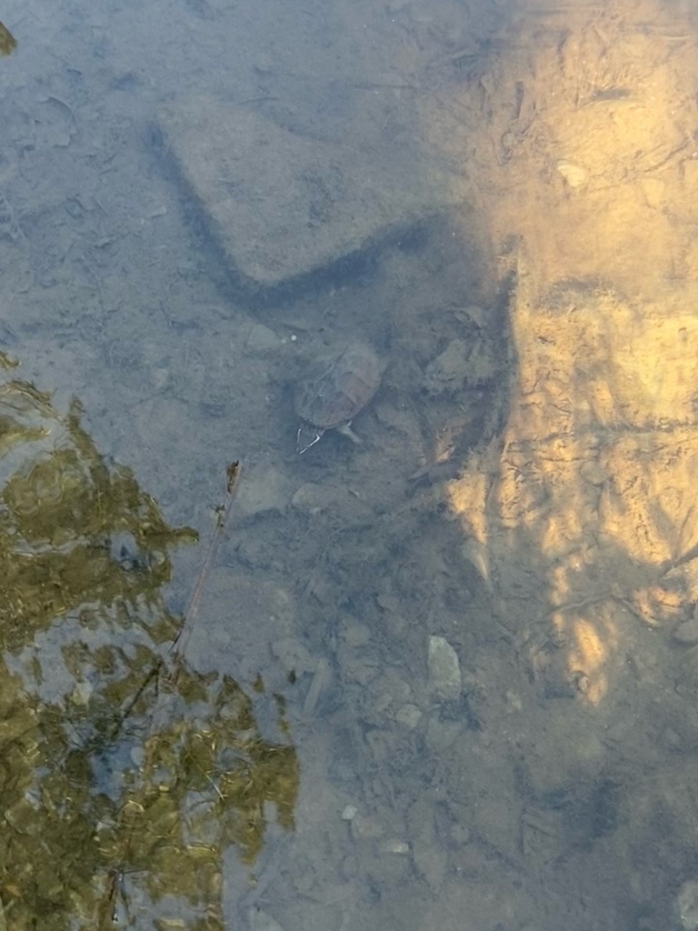 Eastern Musk Turtle from Cullman, AL, US on June 14, 2024 at 05:50 PM ...