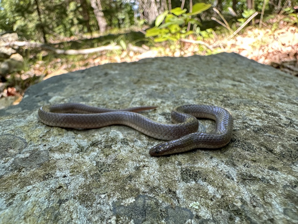 Eastern Worm Snake in June 2024 by Sam · iNaturalist