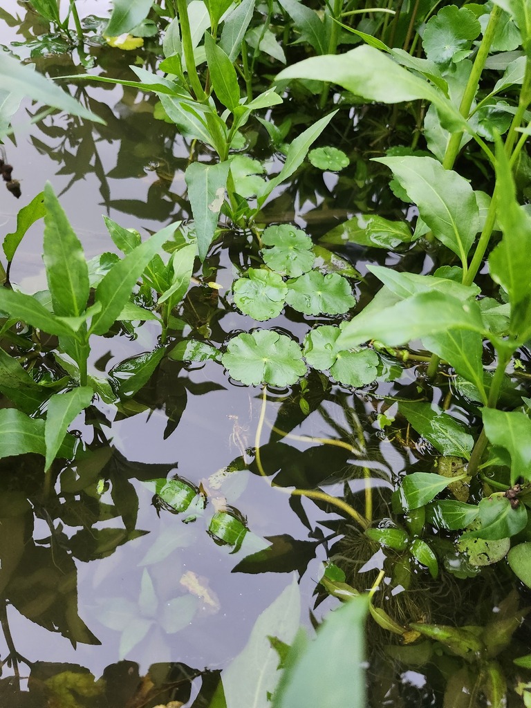 floating marsh pennywort from 台灣臺北 on June 7, 2024 at 06:13 PM by ...