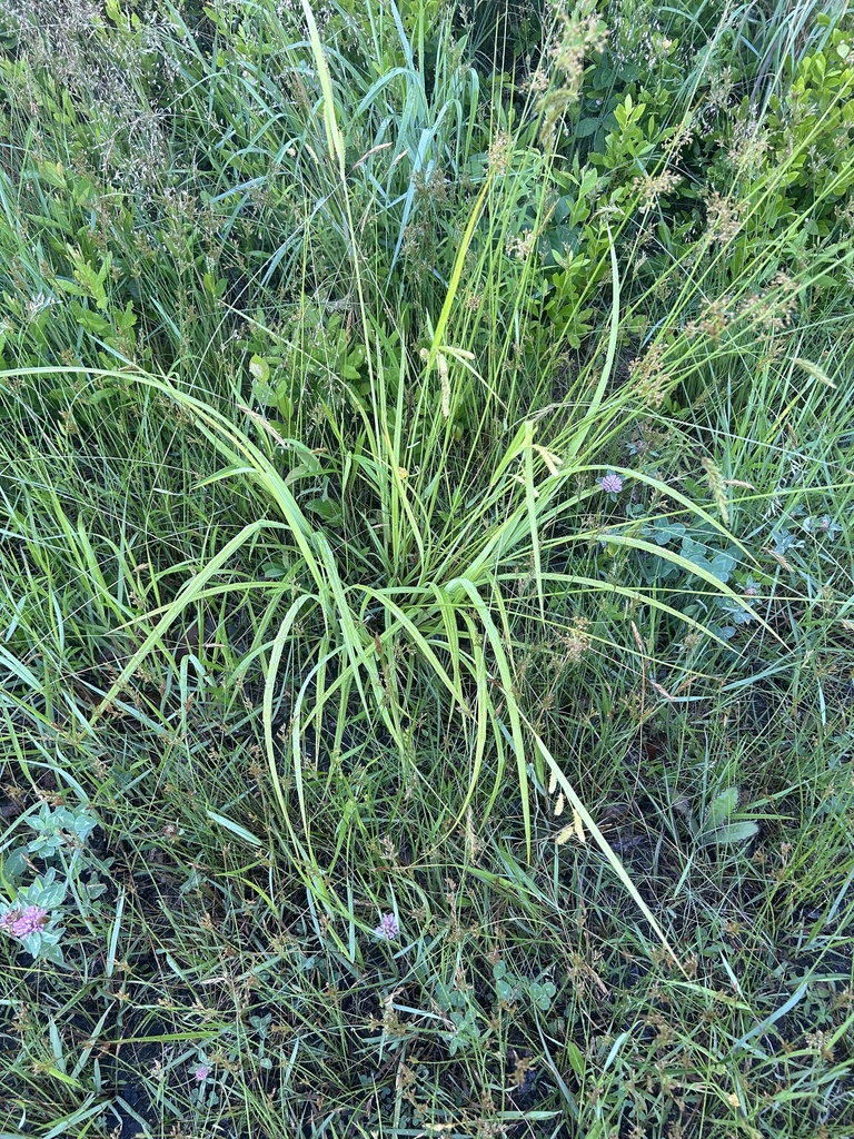 short-hair sedge from Long Island, Montauk, NY, US on June 15, 2024 at ...