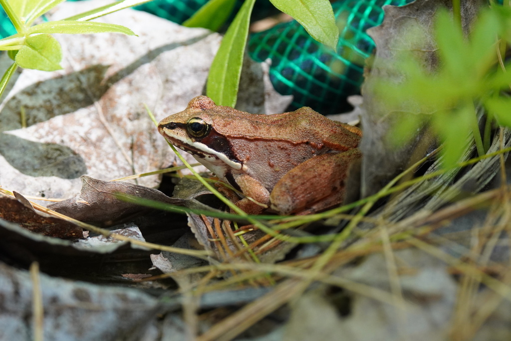 Wood Frog from Outaouais, QC, Canada on June 15, 2024 at 01:20 PM by ...