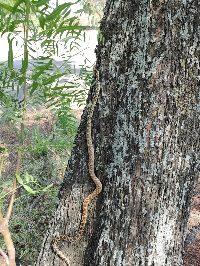 Mexican Bull Snake from E4, C.U., 04510 Ciudad de México, CDMX, México ...