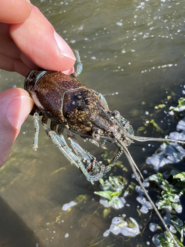 Virile Crayfish from Castor St, ON, CA on June 15, 2024 at 05:08 PM by ...