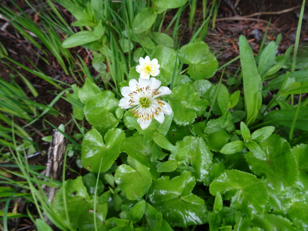Caltha leptosepala from 47.986366 -123.461384 on May 21, 2016 at 01:50 ...