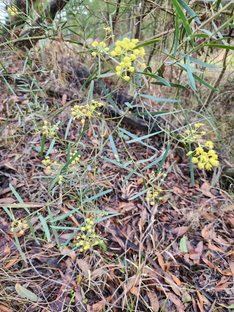 wattles from Bambra VIC 3241, Australia on June 16, 2024 at 10:00 AM by ...