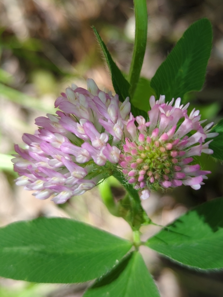 Red Clover from Kalkaska County, US-MI, US on June 12, 2024 at 04:31 PM ...