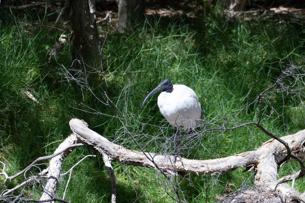 Australian Ibis from Perth WA, Australia on January 29, 2024 at 09:11 ...