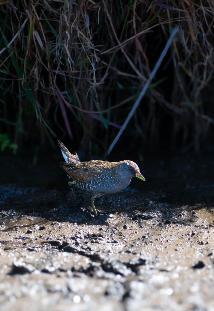 Australian Crake from Perth WA, Australia on January 29, 2024 at 08:34 ...