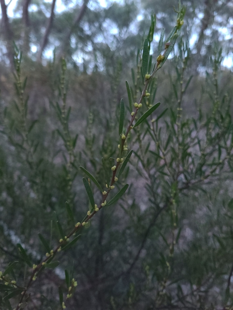 Varnish Wattle from Strathfieldsaye VIC 3551, Australia on June 12 ...