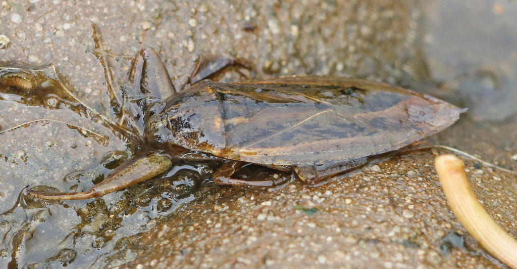 Florida Water Bugs