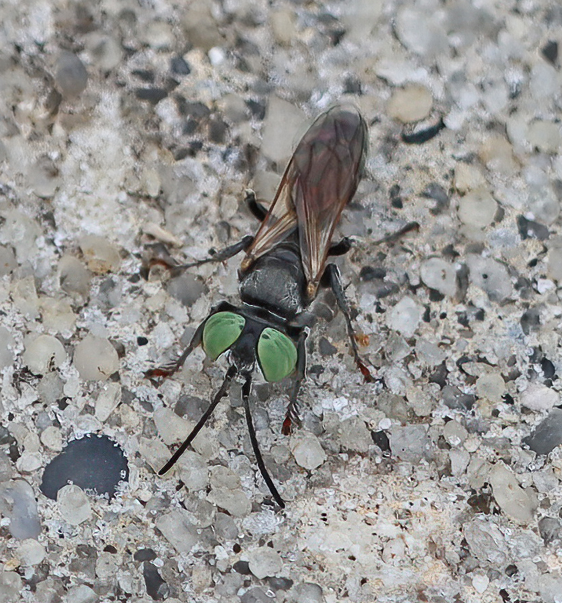Square-headed Wasps, Sand Wasps, and Allies from Osceola County, FL ...