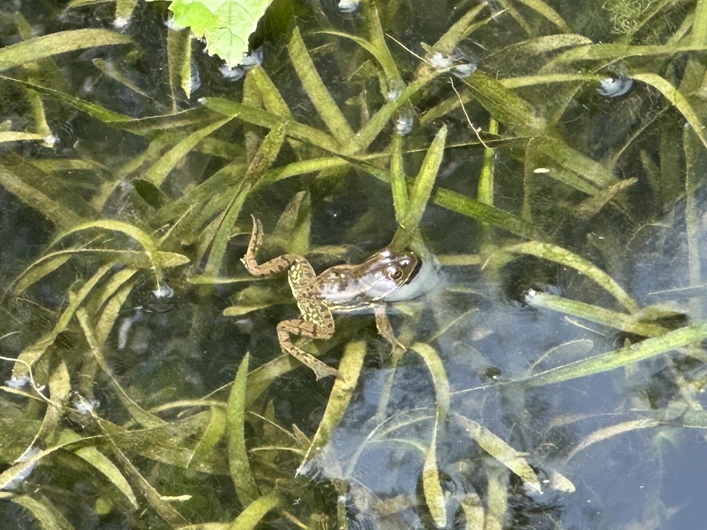 Water Frogs from 诸暨, 绍兴市, 浙江省, CN on June 16, 2024 at 11:08 AM by Zhang ...
