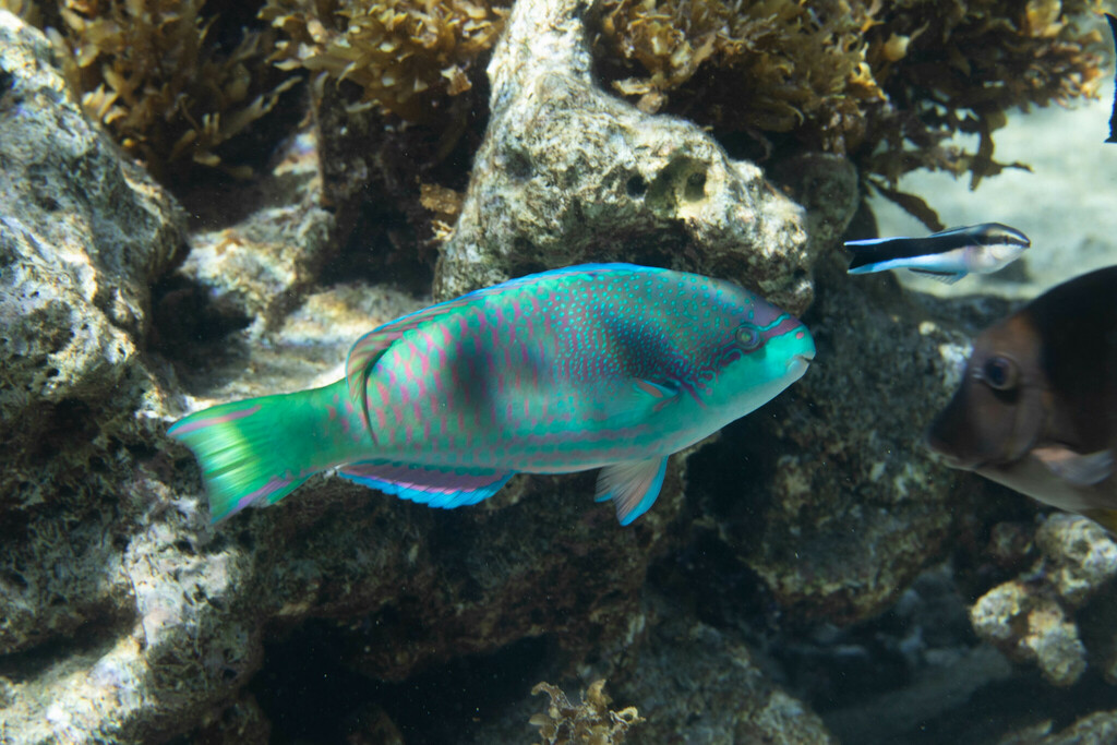 Violetline Parrotfish from Windward Islands, French Polynesia on June ...