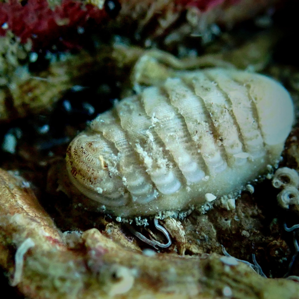 Lepidopleurus cajetanus from Šilo, Krk, Croatia on July 25, 2023 at 04: ...