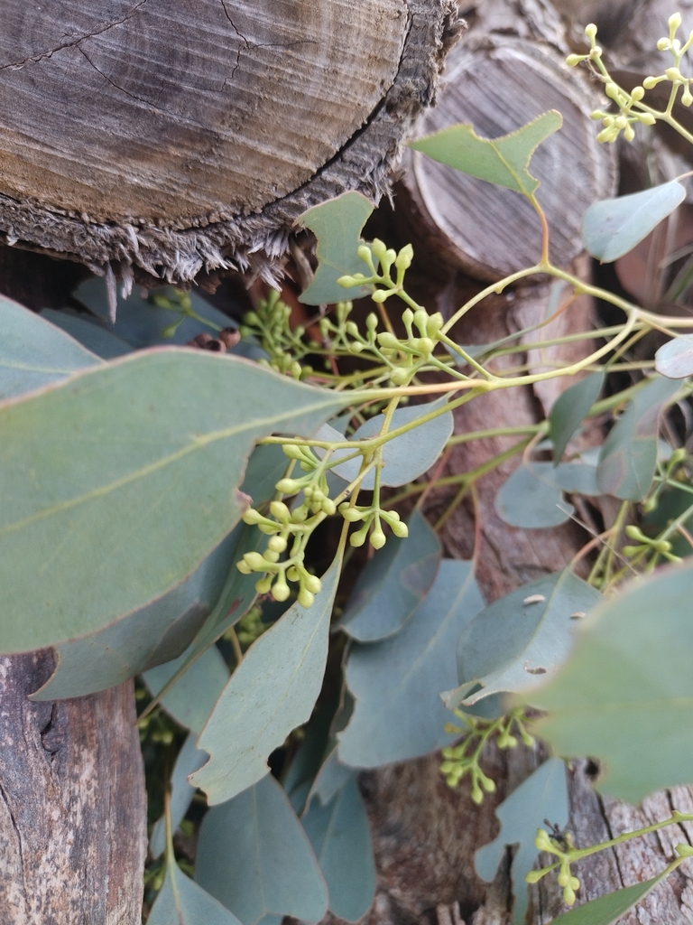 Silver Dollar Gum from Broadford VIC 3658, Australia on June 16, 2024 ...