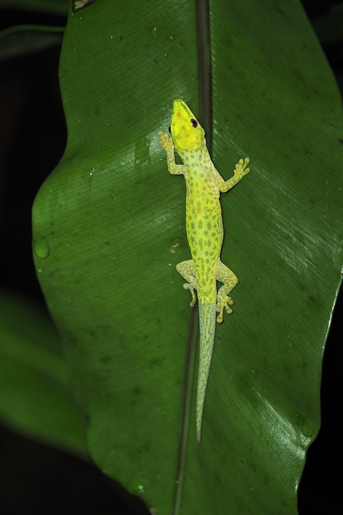 Speckled Day Gecko from Brickaville, Madagaskar on June 10, 2024 at 06: ...