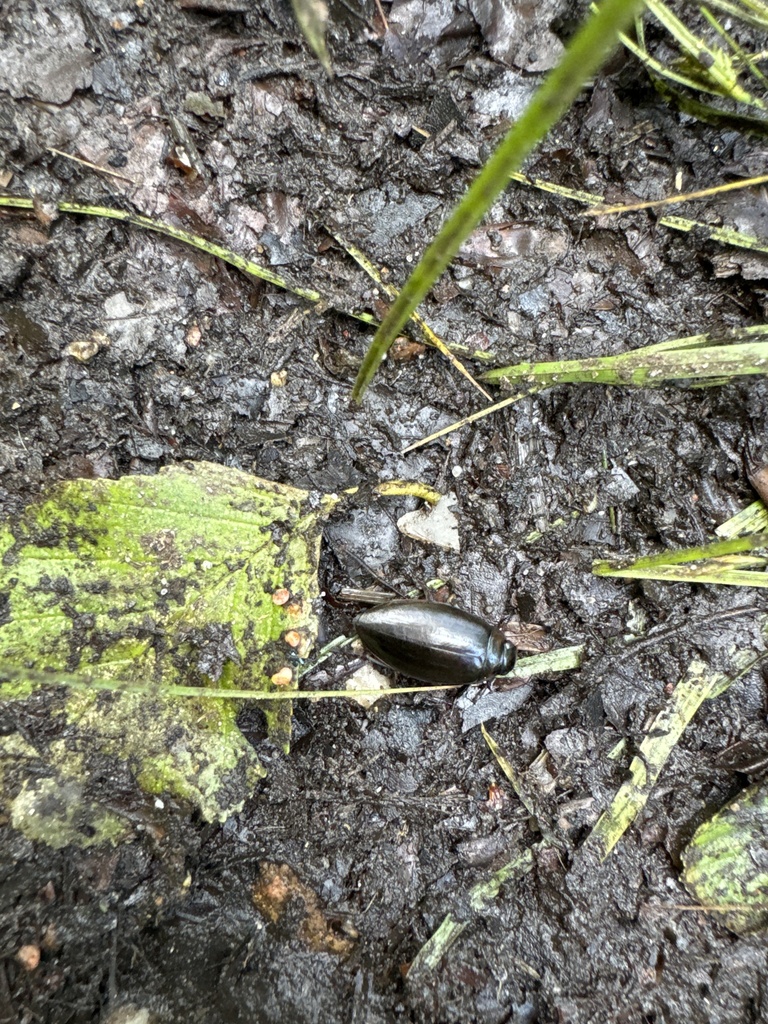 large-grooved diving beetle from Postkamp, Altenholz, Schleswig ...